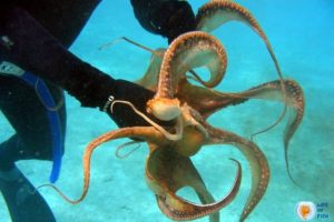 Can Octopus Breathe Air? | This Is What You Need To Know