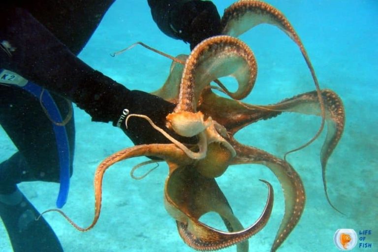 Can Octopus Breathe Air? | This Is What You Need To Know