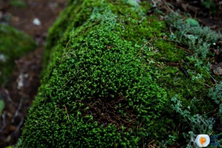 Learn To Care Star Moss Like A Professional Aquarist