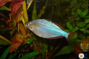 In 10 Minutes, I'll Explain Everything About Dwarf Rainbow Fish Care