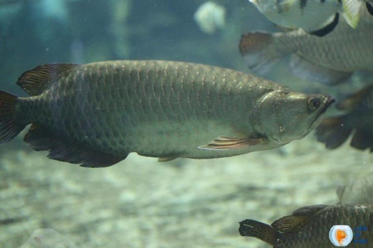 Jardini Arowana (Scleropages Jardini) | Ultimate Care Guide