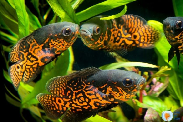 The Complete Oscar Fish Care Guide|Oscars A Long & Healthy Life