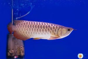Arowana Tank Size | 9 Crucial Facts You Should Know