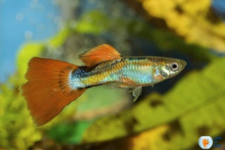 Fin Rot In Guppies: Causes, Remedies, And Prevention Guide