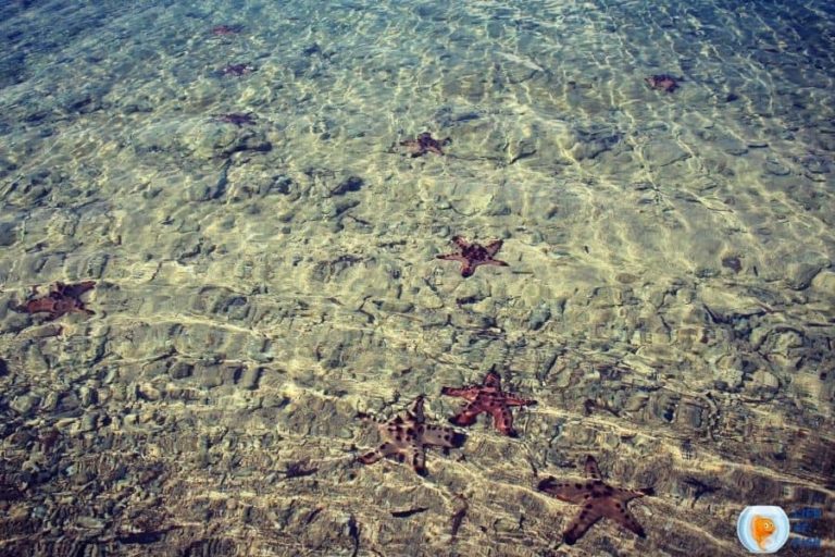How Do Starfish Reproduce? | 14 Useful Facts From Experts