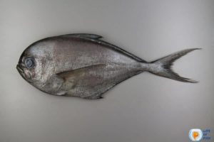 Pomfret Fish | 25 Super Important Facts For Beginners