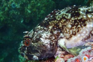 Cabezon Fish | Interesting Facts On Caring Feeding and Breeding