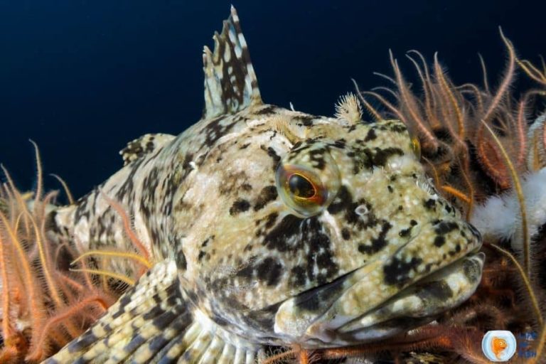 Cabezon Fish | Interesting Facts On Caring Feeding and Breeding