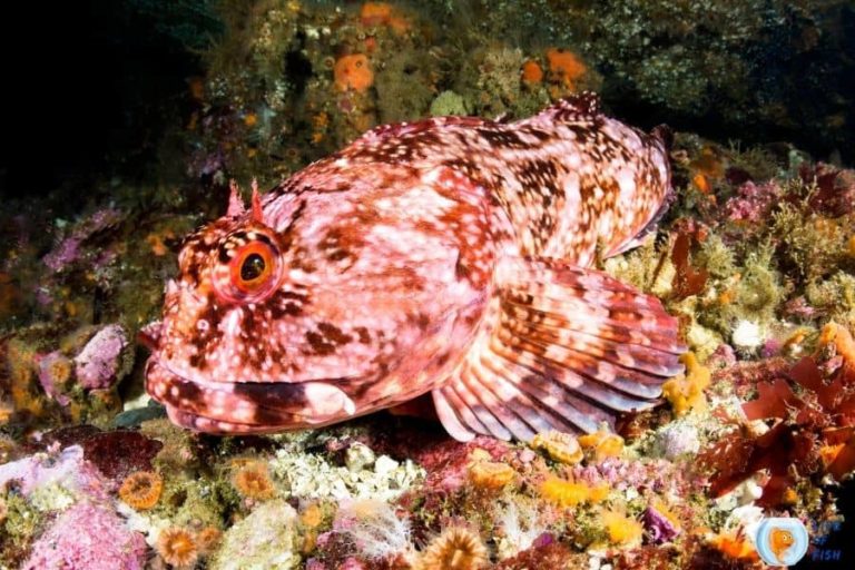 Cabezon Fish | Interesting Facts On Caring Feeding and Breeding