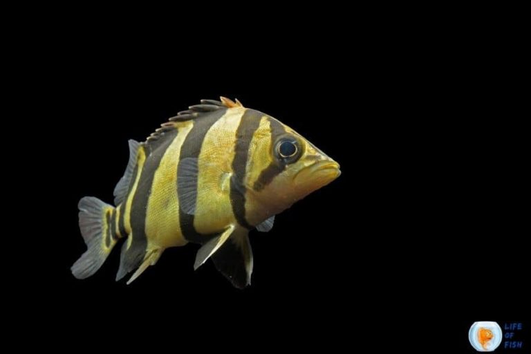 Datnioides Pulcher (Siamese Tiger Perch) Care | 13 Marvelous Facts