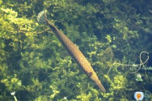 Florida Gar | 12 Interesting Facts About Florida River Monster