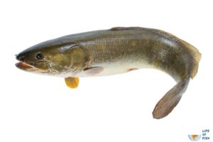 Florida Mudfish | 13 Interesting Facts About A Unfamous Fish