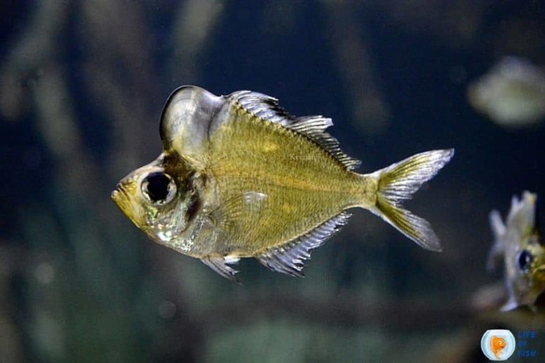 Humphead Glassfish (Parambassis Pulcinella) | 15 Amazing Facts