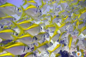 Pomfret Fish | 25 Super Important Facts For Beginners