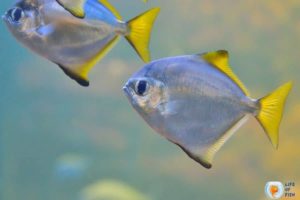 Pomfret Fish | 25 Super Important Facts For Beginners