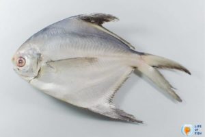 Pomfret Fish | 25 Super Important Facts For Beginners