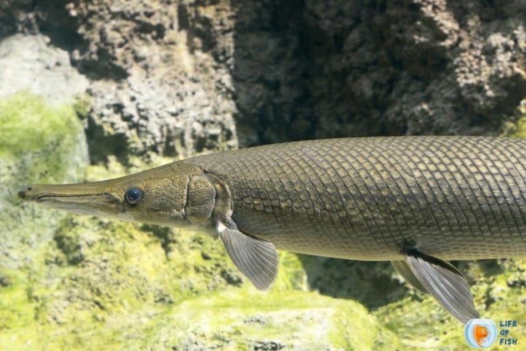 What does Alligator Gar Eat? | 14 Crazy Facts About Alligator Gars
