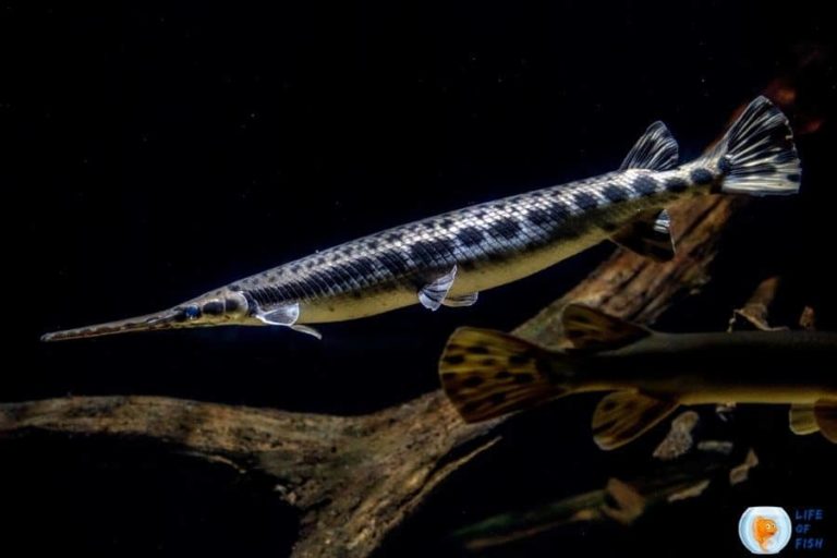 Alligator Gar Size | 9 Interesting Facts You Must Know