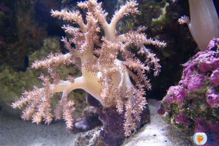 Colt Coral | 11 Super Interesting And Fascinating Facts