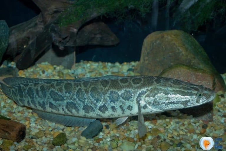Snakehead Fish | 13 Interesting Facts About This Monster Fish