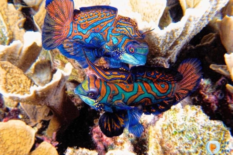 Why Do Fish Become Aggressive? ( It is Not A Simple Answer! )