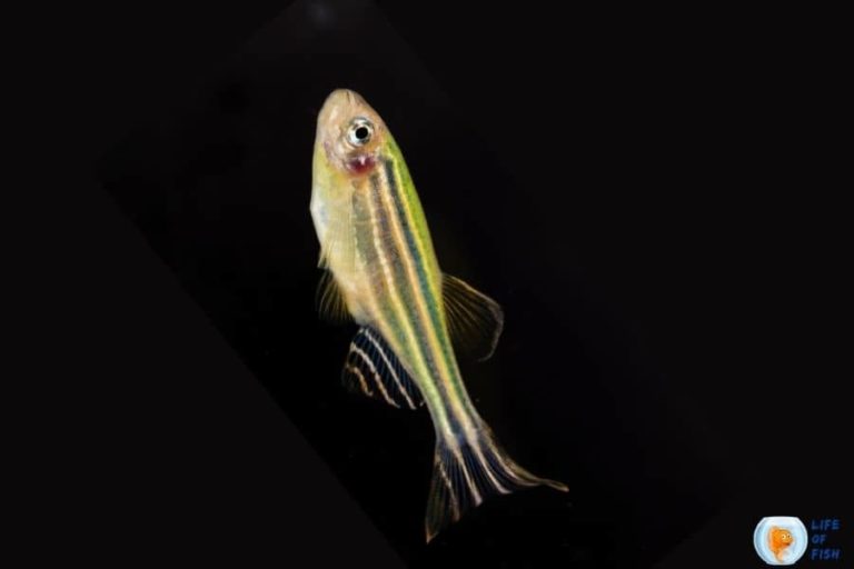 Fish Swimming Vertically (The Exact Answer You Sought! )