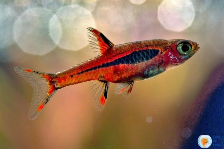 Chili Rasbora | How I Keep Them Healthier!