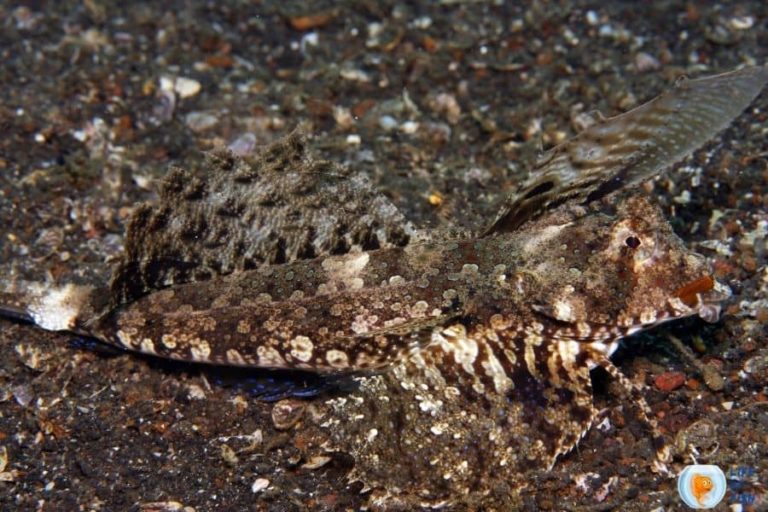 12 Fish That Looks Like A Dragon (Oh Yes! I Am Not Kidding)