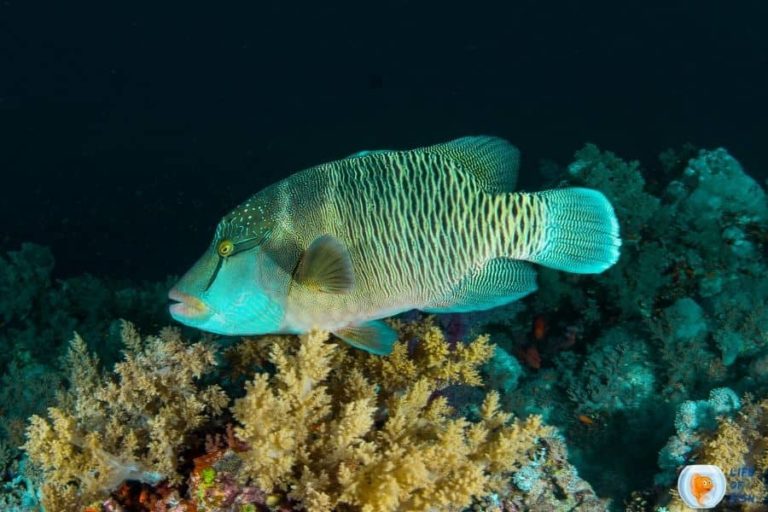 Humphead Wrasse | The Amazing Gender-Shifting Fish
