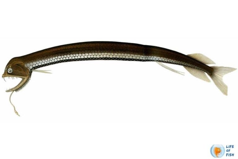 Dragonfish | A Magnificent Dragon-like Fish From The Deep
