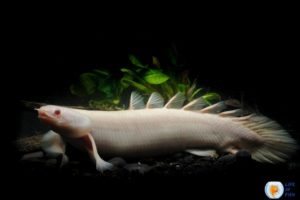 Bichir Care | A Distant Cousin Of Dragons