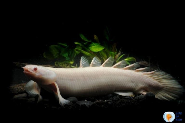 Bichir Care | A Distant Cousin Of Dragons