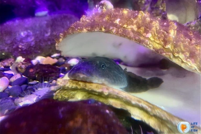 Northern Clingfish | A Weird Looking Fish