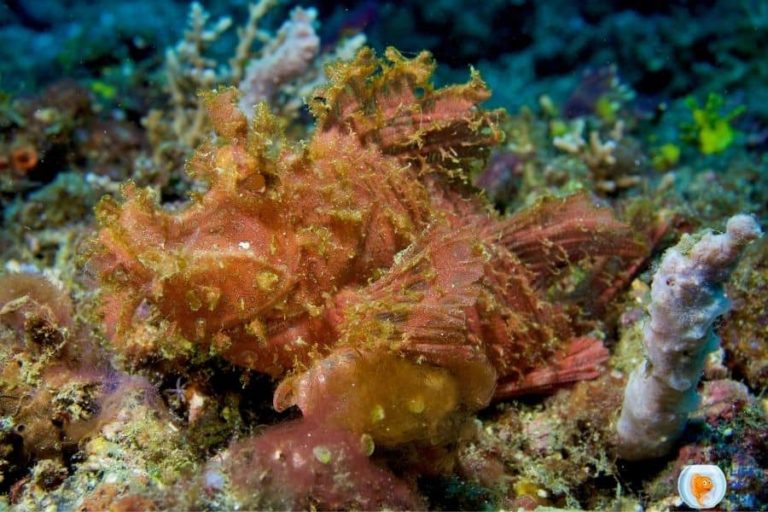 Rhinopias Frondosa | The Vicious Scorpion Fish