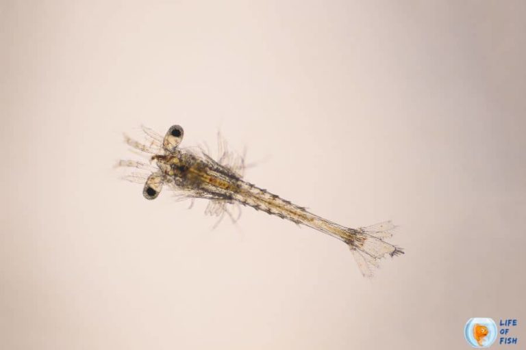 How To Breed Mysis Shrimp? (Not A Typical Guide)