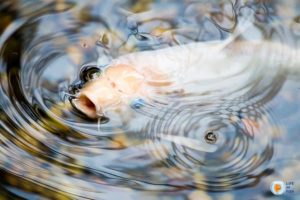 Is My Fish Choking? ( Help Is Here! )