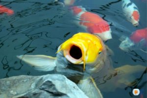 Is My Fish Choking? ( Help Is Here! )