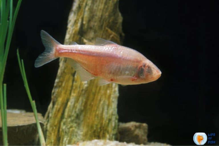 Is My Fish Blind? ( Causes, Symptoms, and Ways to Care )