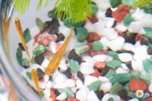 Japanese Rice Fish Care And Breeding: Easy Guide!!