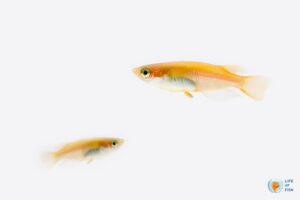 Japanese Rice Fish Care And Breeding: Easy Guide!!