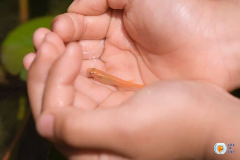 Japanese Rice Fish Care And Breeding: Easy Guide!!