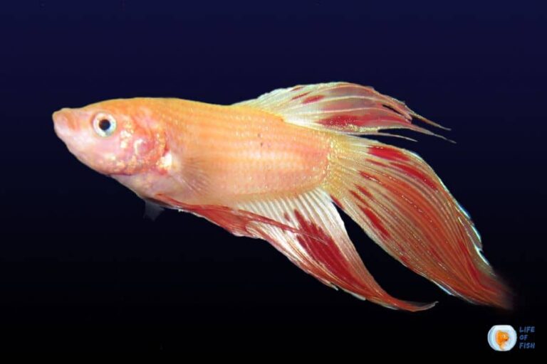 12 Orange Freshwater Aquarium Fish