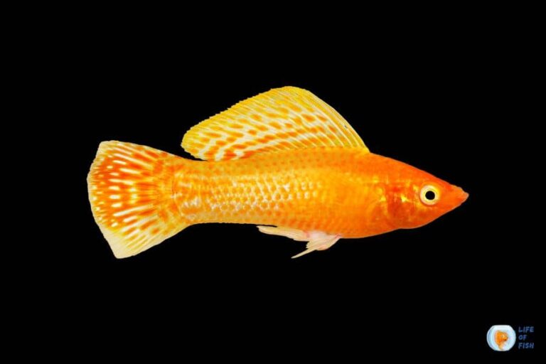12 Orange Freshwater Aquarium Fish