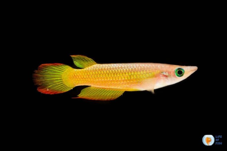 12 Orange Freshwater Aquarium Fish