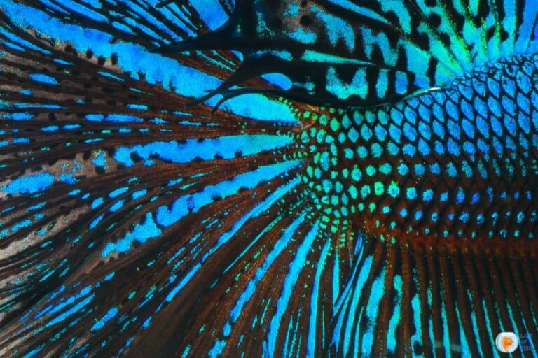 Dragon Betta / Dragon Scale Betta Care - With Buying Guide