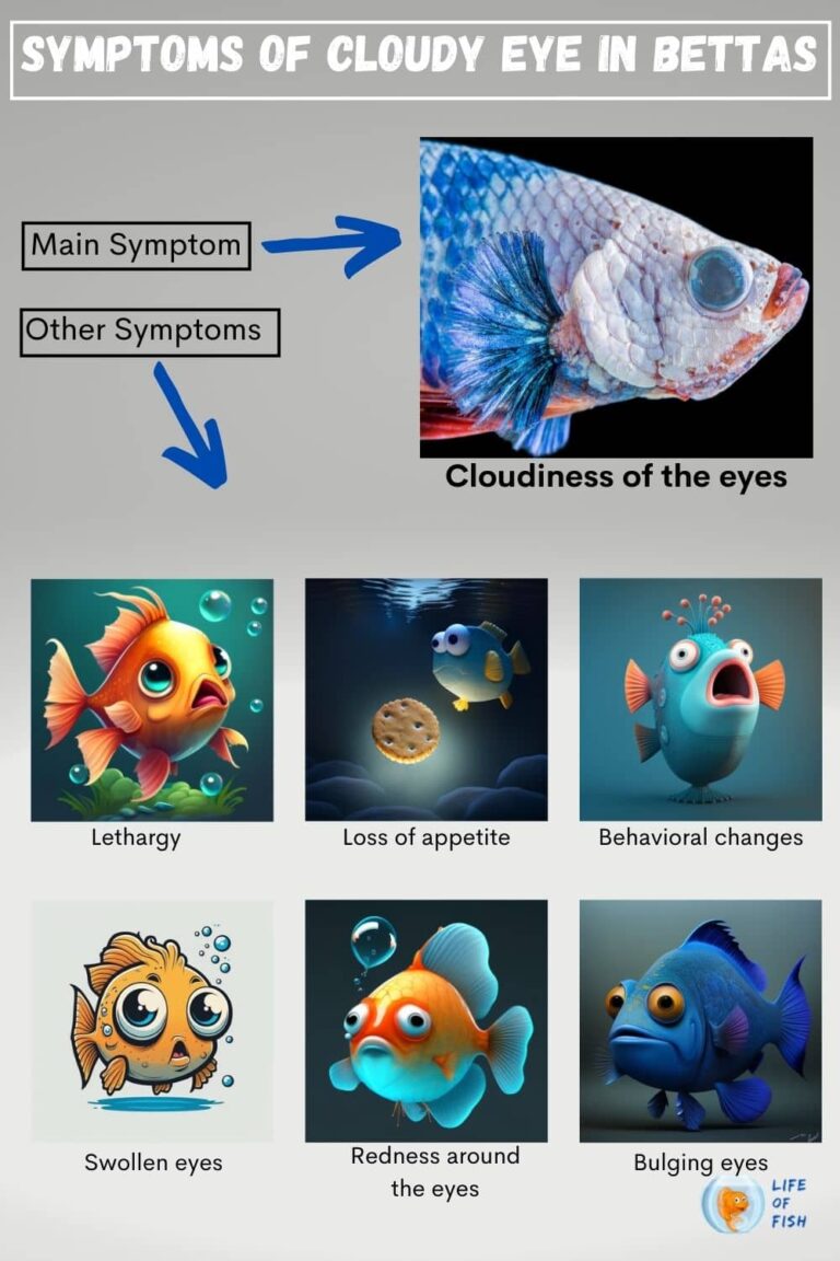 Betta Cloudy Eye Disease: Is It Deadly?