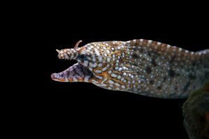 Japanese Dragon Eel: An Enigmatic Creature of the Depths