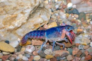 Is the Blue Crayfish Rare? : A Natural Wonder or a Truly Rare Find