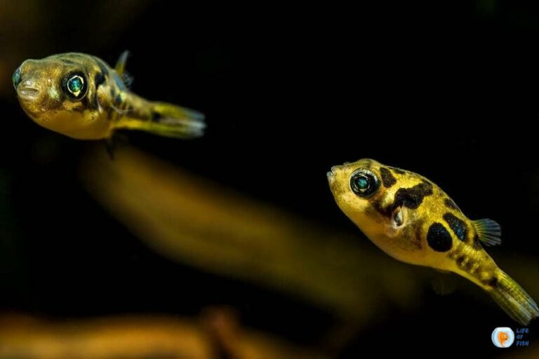 Pea Puffer Fish : How Not To Kill Them