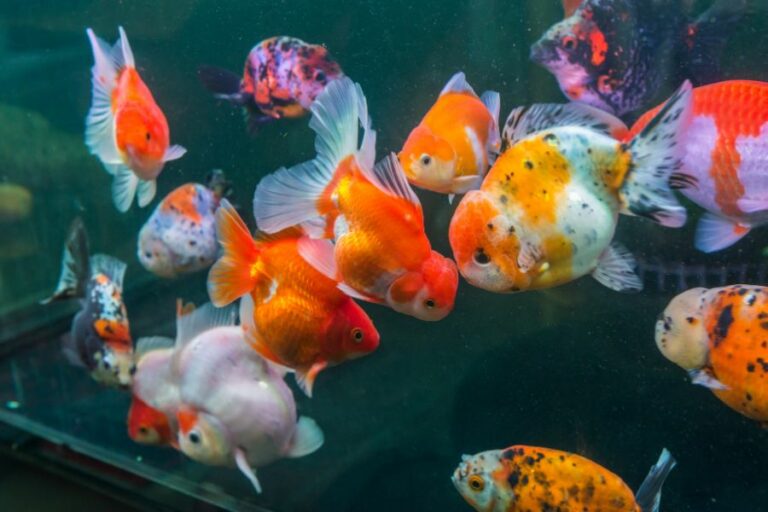 The Complete Guide to Keeping Ranchu Goldfish